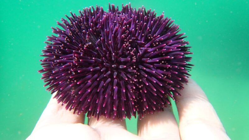 Lisbon: Arrábida Snorkeling Adventure - Final Thoughts