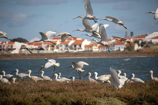Lisbon : Birdwatching Boat Tour - Tagus Estuary - Exploring the Lisbon Birdwatching Boat Tour – Tagus Estuary