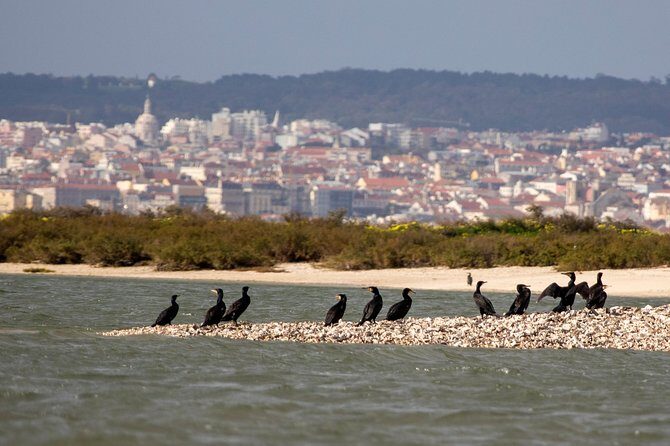 Lisbon : Birdwatching Boat Tour - Tagus Estuary - Key Points