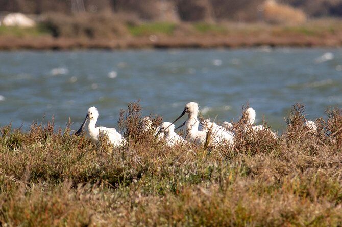 Lisbon : Birdwatching Boat Tour - Tagus Estuary - FAQ