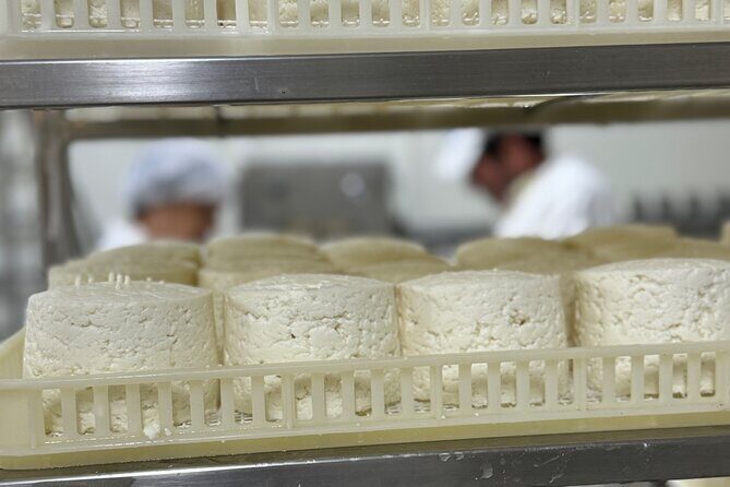 Lisbon Cheese Factory Visit, Wine Tasting and Tile Painting Tour - Who Should Consider This Tour?