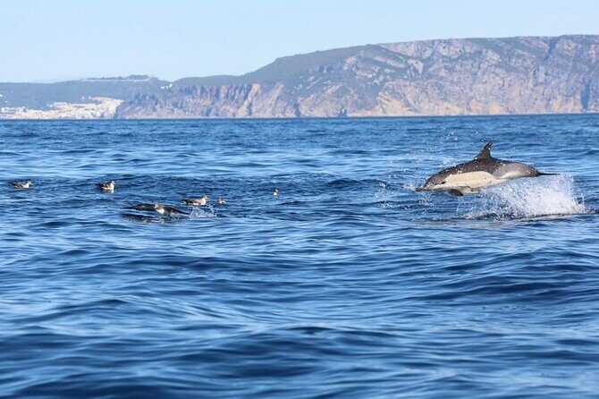Lisbon Dolphin Watching Ocean Safari - Key Points