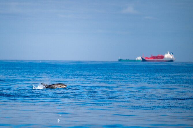 Lisbon Dolphin Watching Ocean Safari - What to Expect from the Lisbon Dolphin Watching Ocean Safari