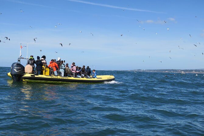 Lisbon Dolphin Watching Ocean Safari - The Sum Up
