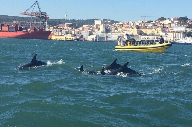 Lisbon Dolphin Watching Ocean Safari - FAQs