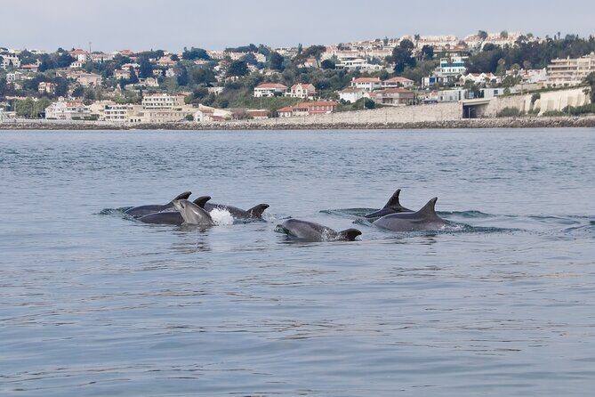 Lisbon: Dolphin Watching with a Marine Biologist - Ocean Safari - Key Points
