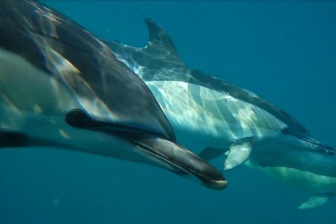 Lisbon: Dolphin Watching with a Marine Biologist - Ocean Safari - What Makes This Tour Stand Out