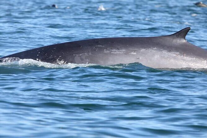 Lisbon: Dolphin Watching with a Marine Biologist - Ocean Safari - Analyzing Value and Practical Considerations
