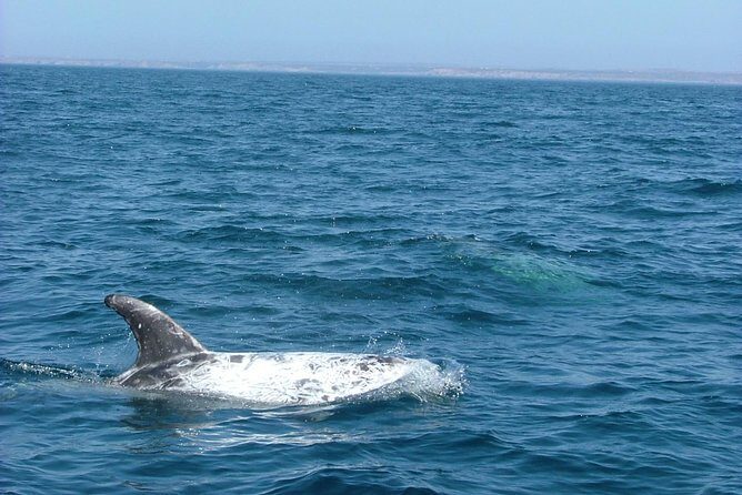 Lisbon: Dolphin Watching with a Marine Biologist - Ocean Safari - Final Thoughts: Is This Tour Worth It?