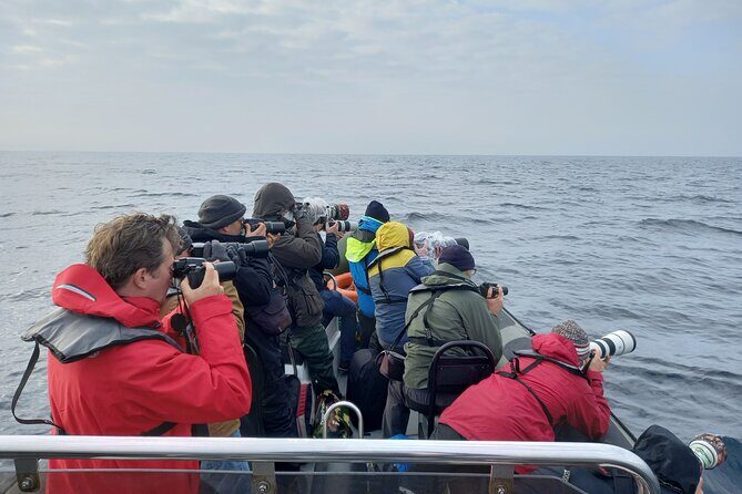 Lisbon: Dolphin Watching with a Marine Biologist - Ocean Safari - Frequently Asked Questions