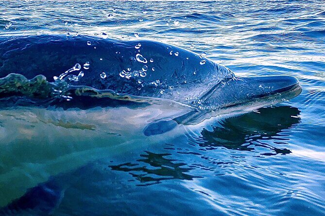 Lisbon: Dolphin Watching with Marine Biologist  Small Group - The Itinerary: What to Expect  
