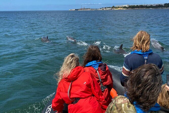 Lisbon: Dolphin Watching with Marine Biologist  Small Group - Price & Value Analysis  