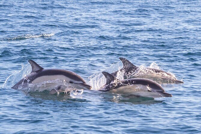 Lisbon: Dolphin Watching with Marine Biologist  Small Group - The Sum Up: Who Will Love This Tour?  