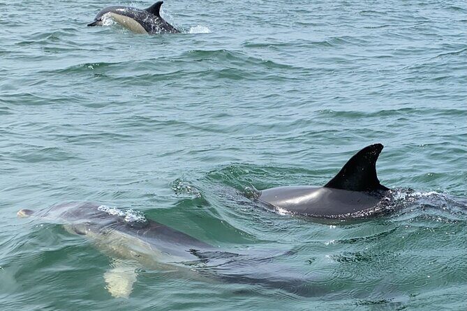 Lisbon: Dolphin Watching with Marine Biologist  Small Group - FAQ  