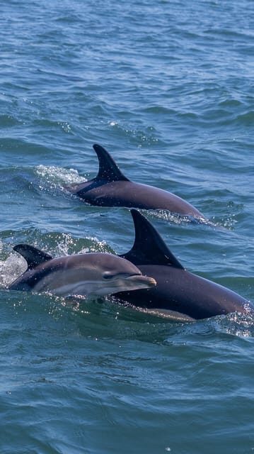 Lisbon: Dolphin Watching with Marine Biologist - Small Group - Exploring Lisbon’s Marine Wonders: Dolphin Watching with a Marine Biologist
