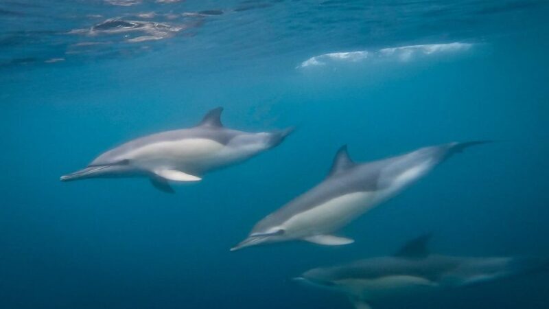 Lisbon: Dolphin Watching with Marine Biologist - Small Group - Key Points