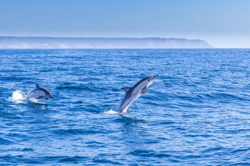 Lisbon: Dolphin Watching with Marine Biologist - Small Group - Authentic Feedback & What Travelers Love Most