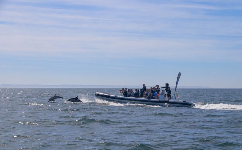 Lisbon: Dolphin Watching with Marine Biologist - Small Group - Who Will Love This Tour?