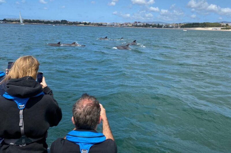 Lisbon: Dolphin Watching with Marine Biologist - Small Group - FAQs