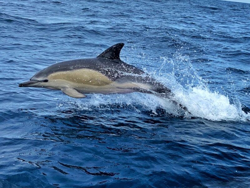Lisbon: Dolphin Watching with Marine Biologist - Small Group - The Sum Up