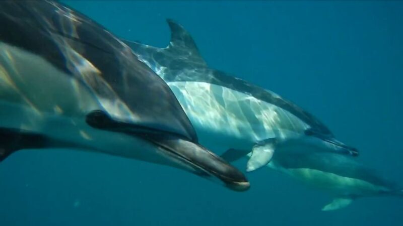 Lisbon: Dolphin Watching with Marine Biologist - Key Points