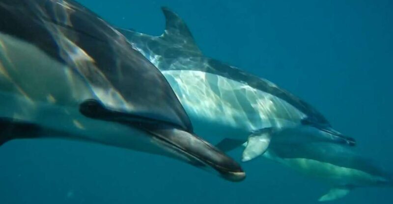 Lisbon: Dolphin Watching with Marine Biologist - An Authentic Marine Adventure Near Lisbon