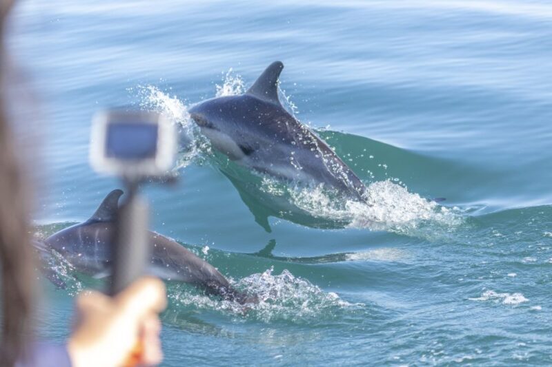 Lisbon: Dolphin Watching with Marine Biologist - What Makes This Tour Special?