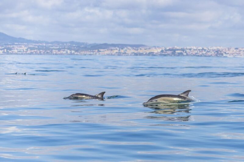 Lisbon: Dolphin Watching with Marine Biologist - FAQs