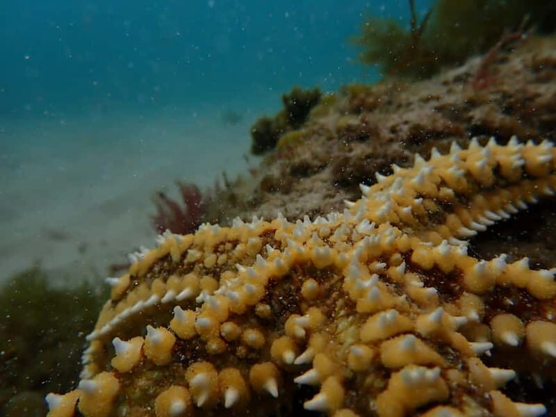 Lisbon: Kayaking & Snorkeling Tour with photos included - Authentic Experiences Shared by Reviewers