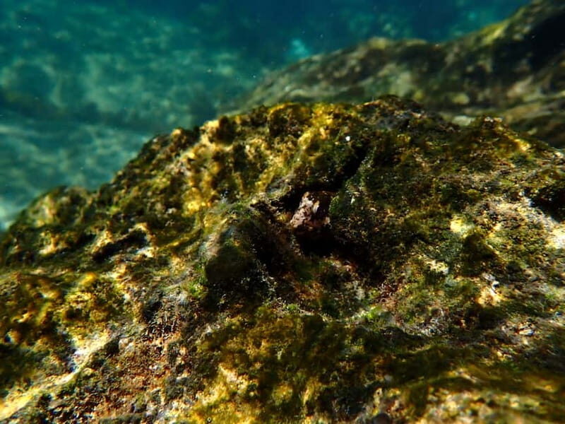 Lisbon: Kayaking & Snorkeling Tour with photos included - Final Thoughts: Should You Book It?