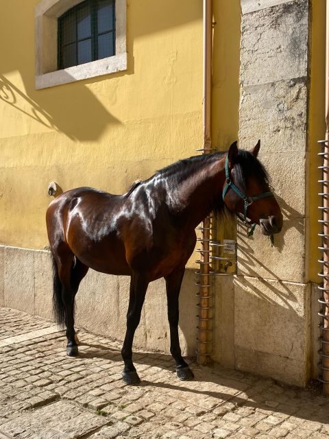Lisbon: Morning of Equestrian Art with Lusitano Horses - What to Expect from the Lisbon Lusitano Horse Tour