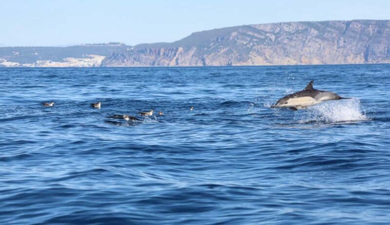 Lisbon: Ocean Safari with Marine Biologists - Who Will Love This Tour?
