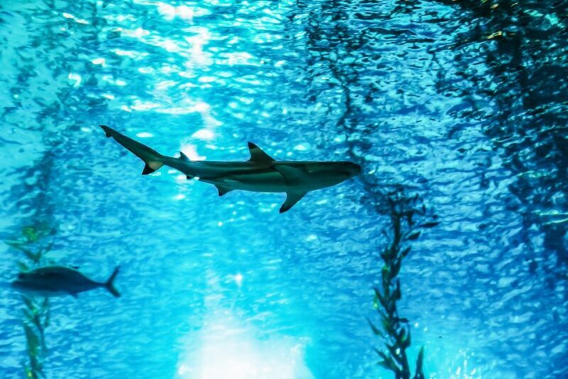 Lisbon: Oceanário de Lisboa Entrance Ticket - Key Points