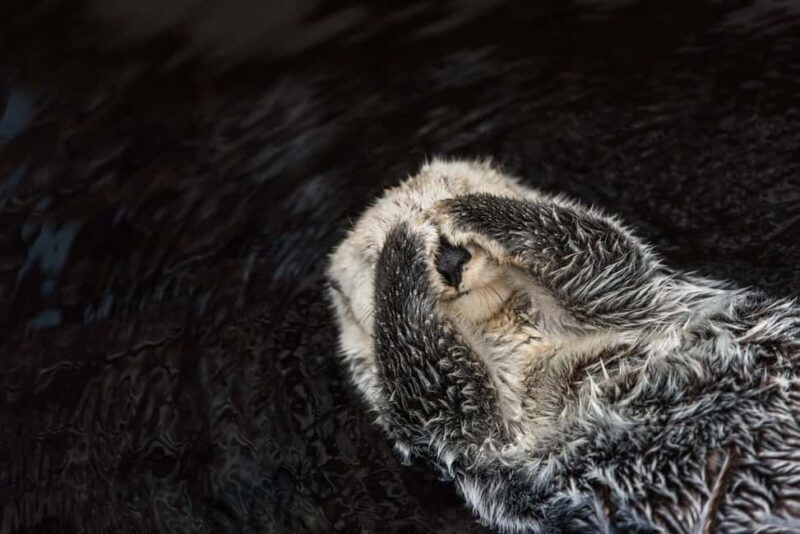 Lisbon: Oceanário de Lisboa Guided Tour & Behind the Scenes - The Sum Up