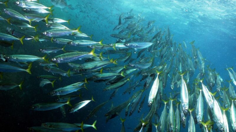Lisbon: Snorkelling in Sesimbra/Arrábida Natural Park - Guides and Group Dynamics
