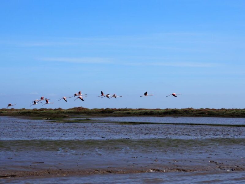 Lisbon: Tagus Estuary Nature Reserve Birdwatching Boat Tour - Lisbon: Tagus Estuary Nature Reserve Birdwatching Boat Tour