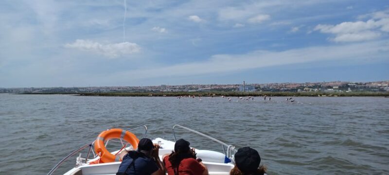 Lisbon: Tagus Estuary Nature Reserve Birdwatching Boat Tour - Key Points