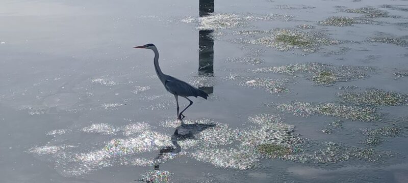 Lisbon: Tagus Estuary Nature Reserve Birdwatching Boat Tour - The Experience in Detail