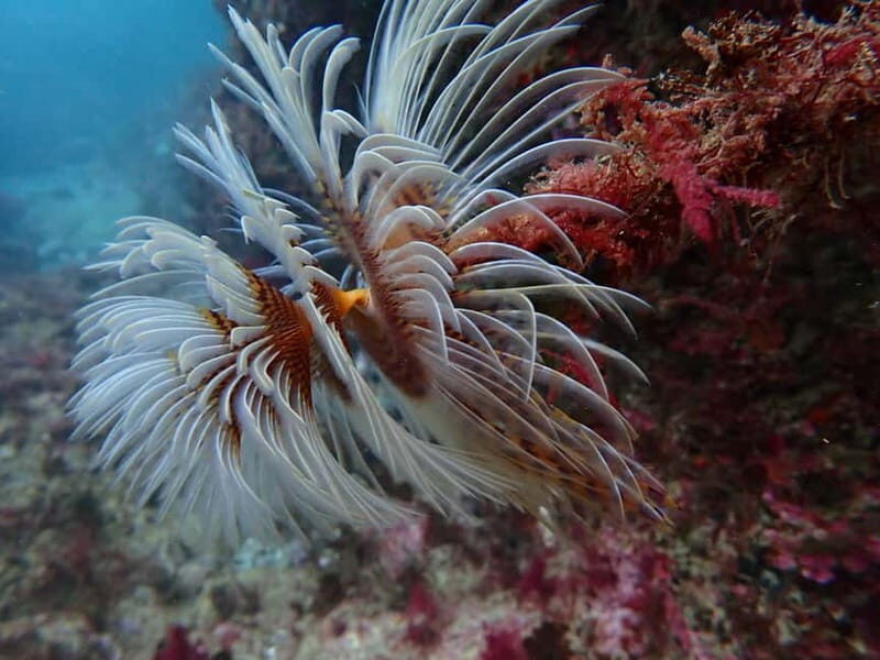 Lisbon: Try Scuba Diving in Arrábida Marine Reserve w/photos - What’s Included and What’s Not