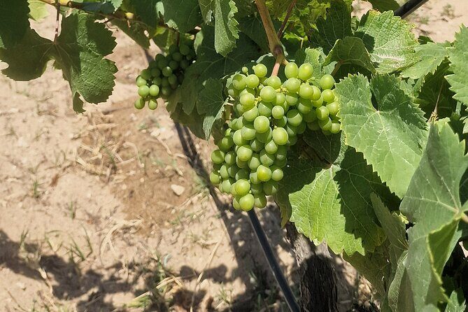 Lisbon Wine Tour: Azeitao, Setubal and Arrabida and Hotel Pickup - The Sum Up