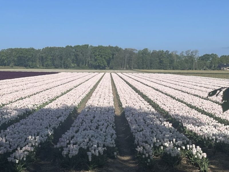 Lisse: Enjoy the Tulip Fields by Bike with a Local Guide! - Key Points