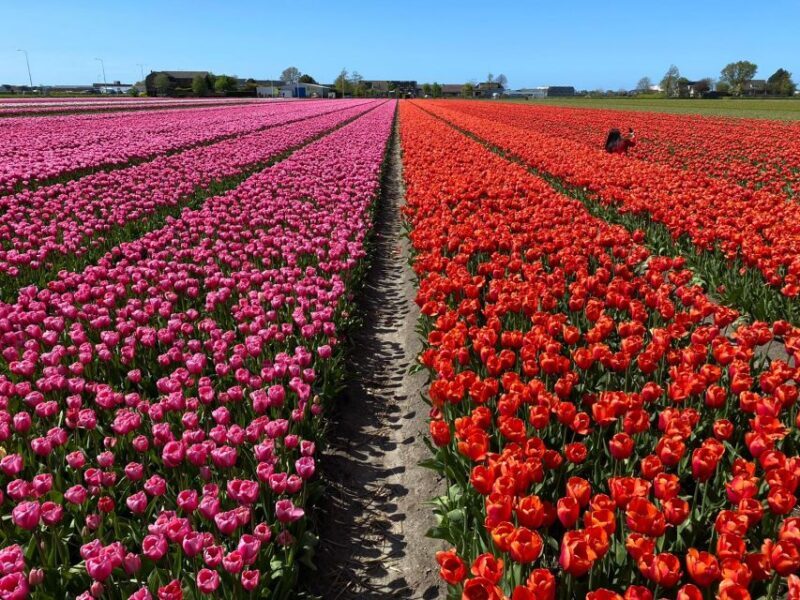 Lisse: Enjoy the Tulip Fields by Bike with a Local Guide! - FAQ