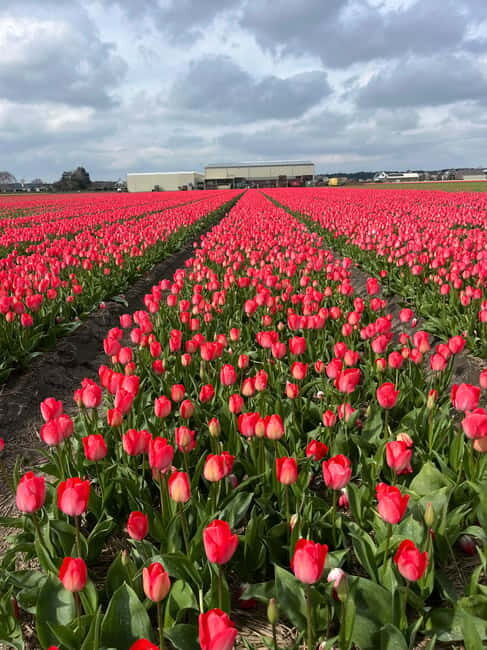 Lisse: Private Tulip Fields Tour with a Local Guide 1h Tour - The Sum Up