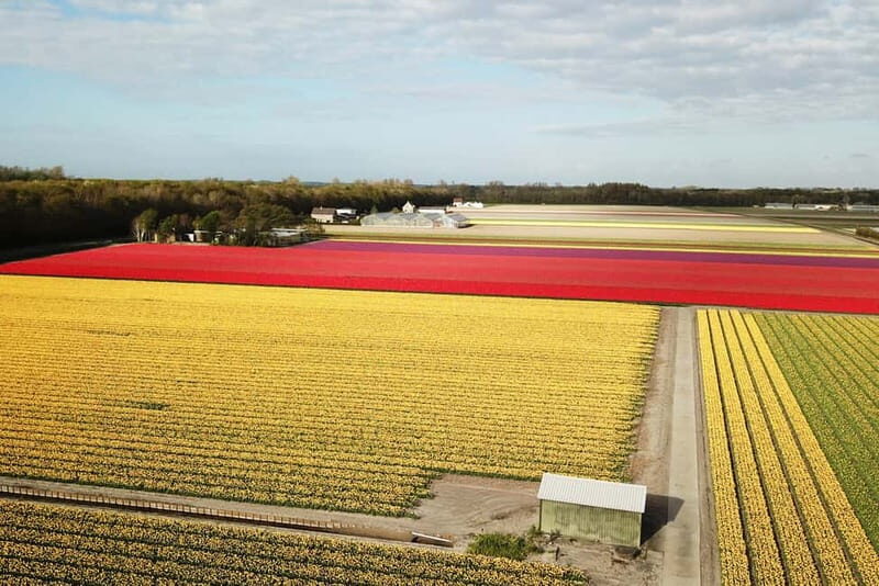 Lisse: Self-Guided Tulip Fields GPS Audio Tour - Final Thoughts