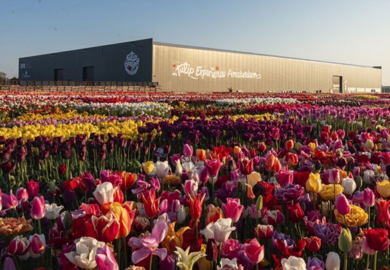 Lisse: Tulip Experience Ticket with Tulip Garden and Museum - Key Points