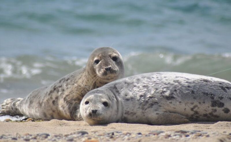 List/Sylt: Guided Seal-Watching Cruise on a Rustic Boat - Key Points