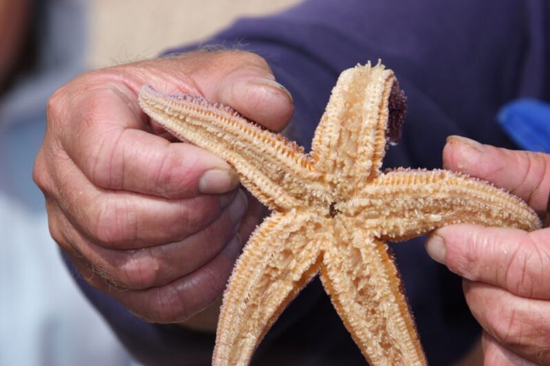 List/Sylt: Guided Seal-Watching Cruise on a Rustic Boat - An In-Depth Look at the Seal-Watching Cruise