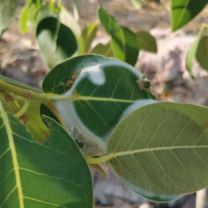 Litchfield & Berry Springs, Premium tour, 10 guests & lunch - The Itinerary in Detail: What You’ll Do and Why It Matters