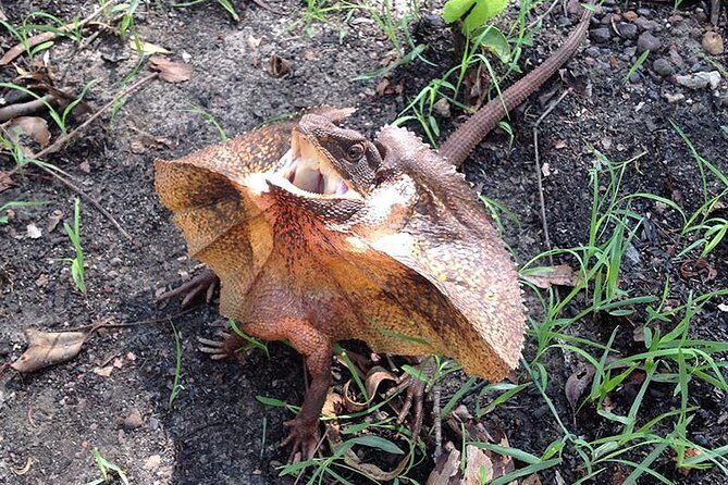 Litchfield National Park and Jumping Crocodile Cruise - Who Should Book This Tour?