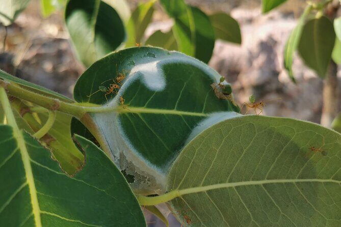 Litchfield National Park Day Tour & Berry Springs, Max 11 Guests - Final Thoughts